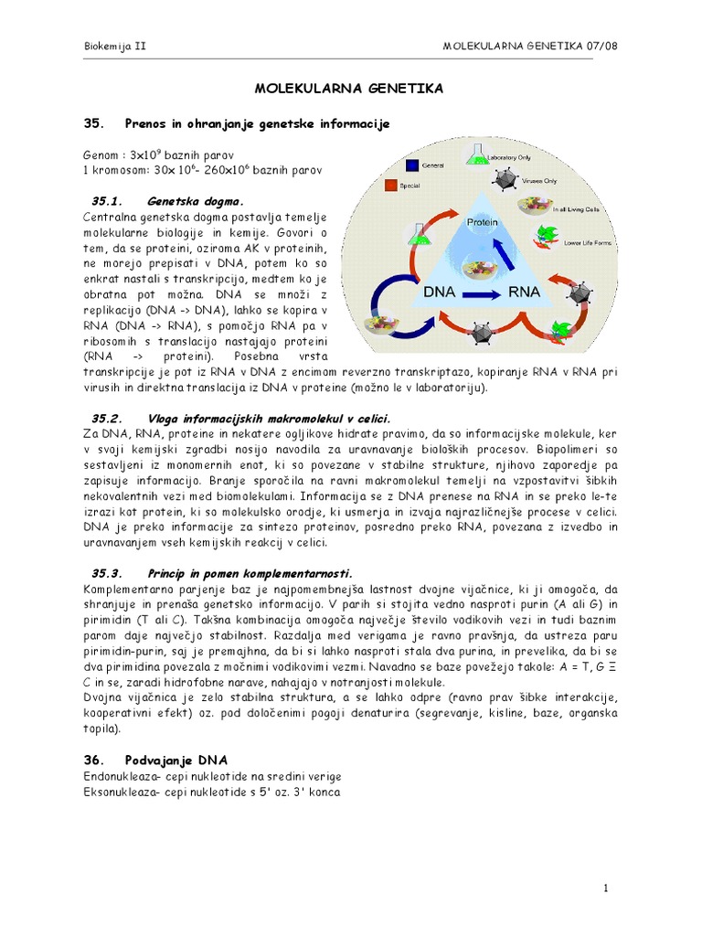 Molekularna Genetika | PDF