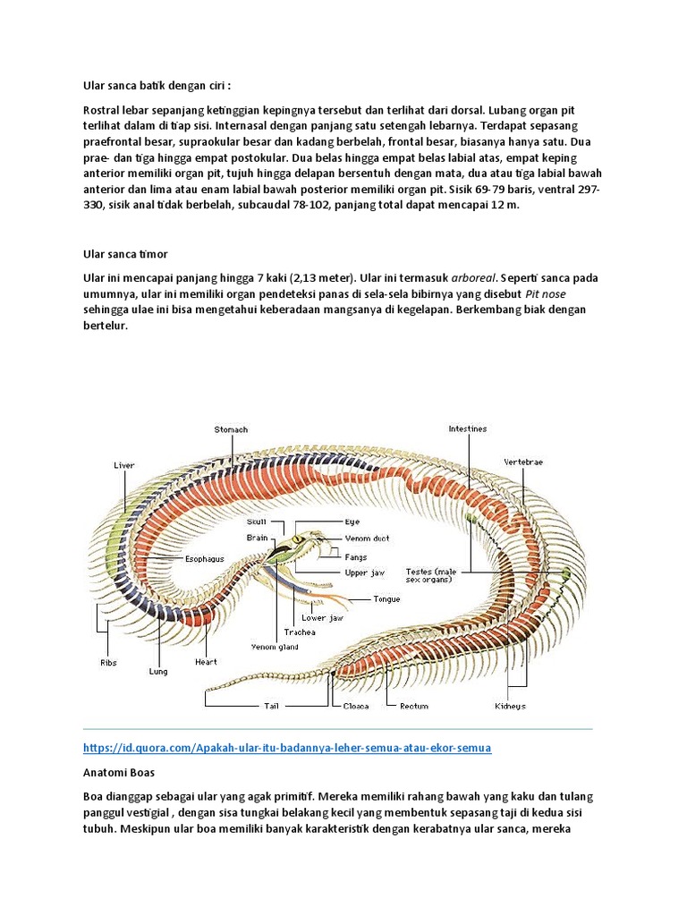Ular Sanca Batik Dan Timor | PDF