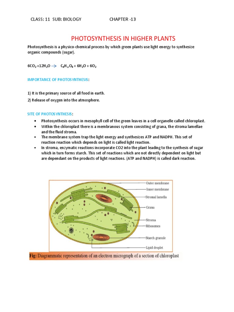 Photosynthesis in Higher Plants: Class: 11 Sub: Biology Chapter - 13 ...