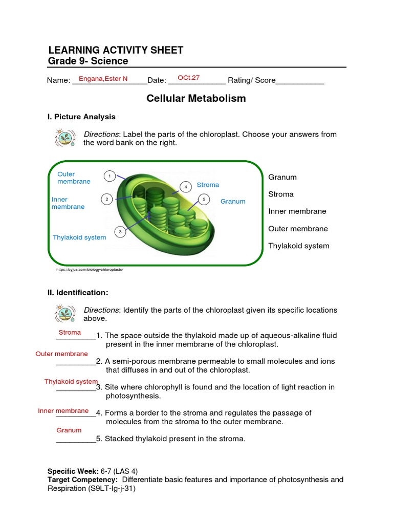 Learning Activity Sheet Grade 9-Science: Cellular Metabolism | PDF ...