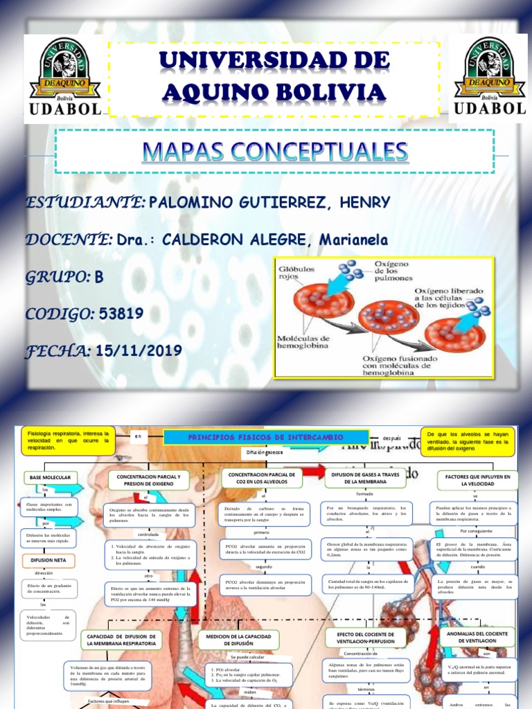 Mapa Conceptual de Fisiologia | Descargar gratis PDF | Vena | Sangre