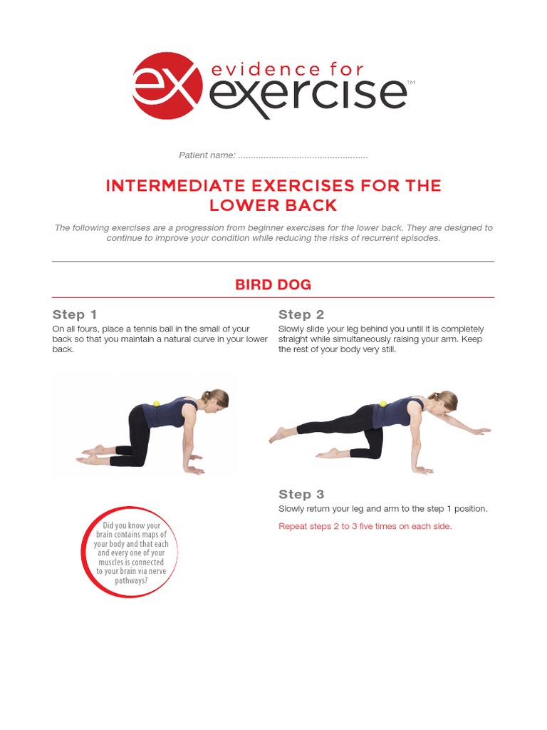 Intermediate Exercises For The Lower Back: Bird Dog | PDF | Hip | Human ...