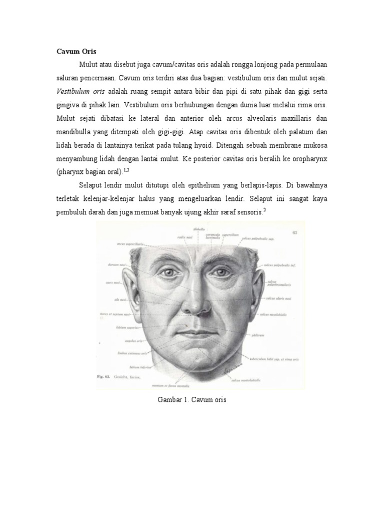 Anatomi Cavum Oris | PDF