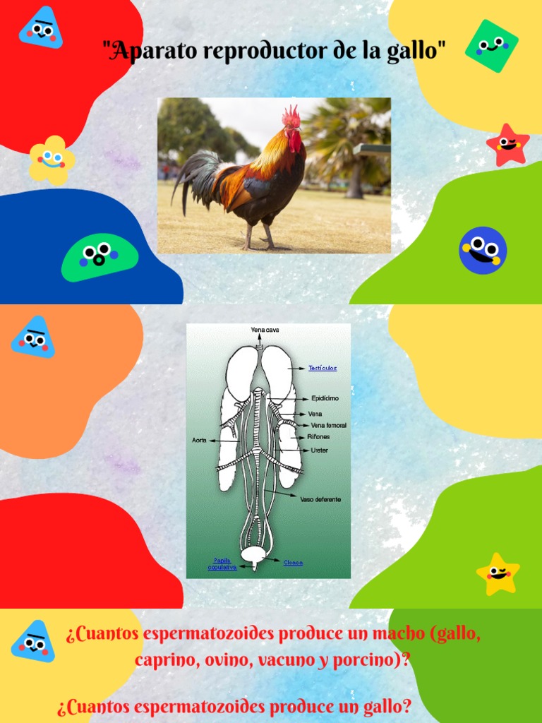 Aparato Reproductor Del Gallo | PDF