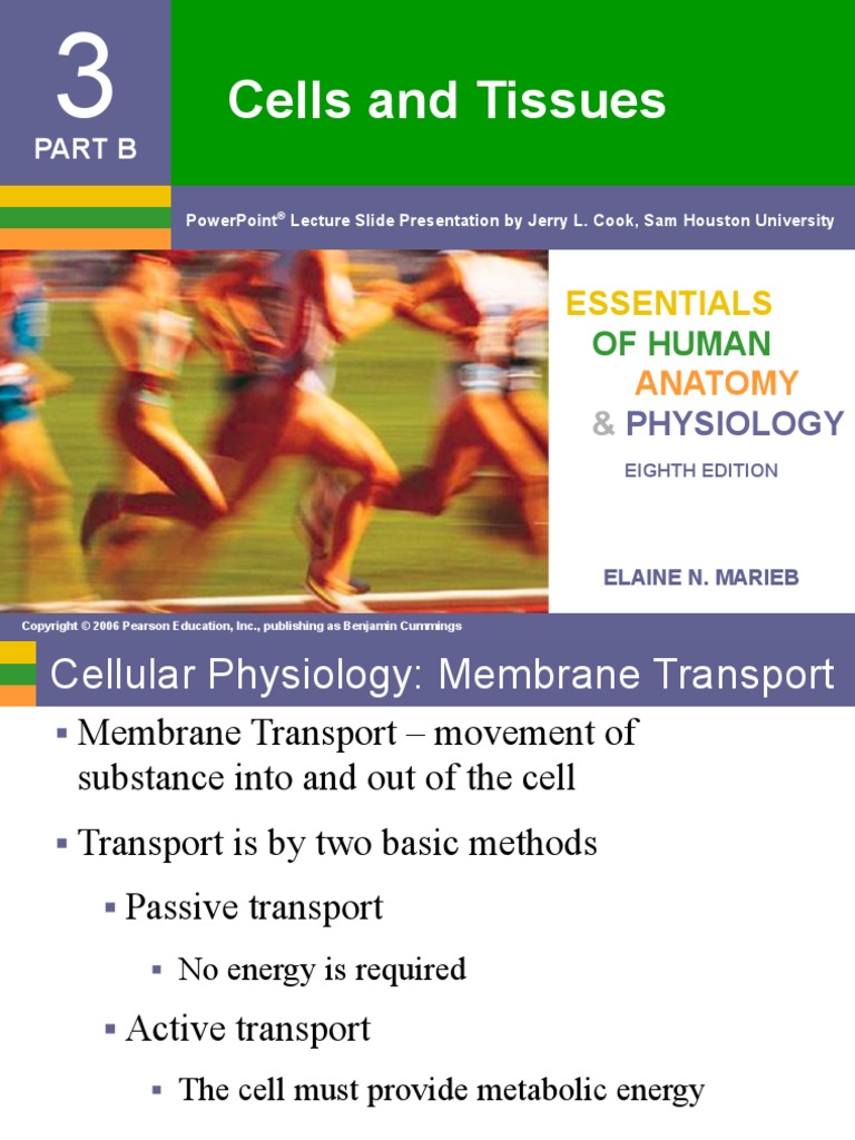 Marieb ch3b | PDF | Mitosis | Cell Membrane