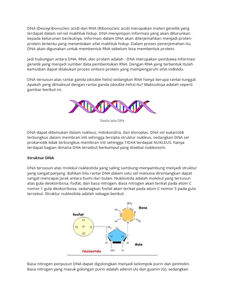 Struktur DNA | PDF