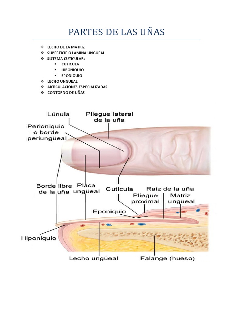 Partes de Las Uñas - Investigacion de Campo | PDF | Clavo (anatomía ...