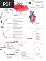 Estructura y función de los miocitos | PDF | Músculo | Biología Celular