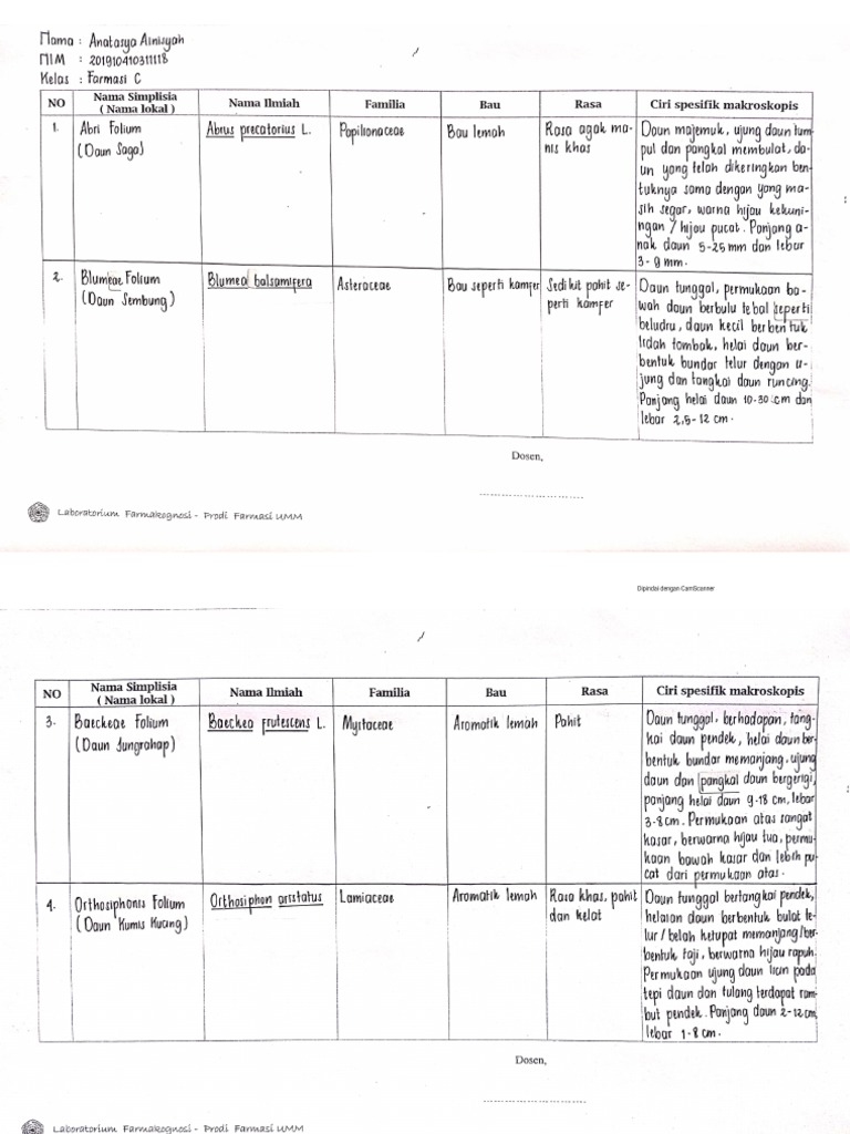 C 2019-118 Anatasya Ainisyah Tugas Cacahan Simplisia Folium | PDF