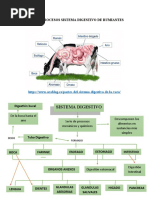 Ciclo de Vida de La Vaca | PDF | Vacas | Leche