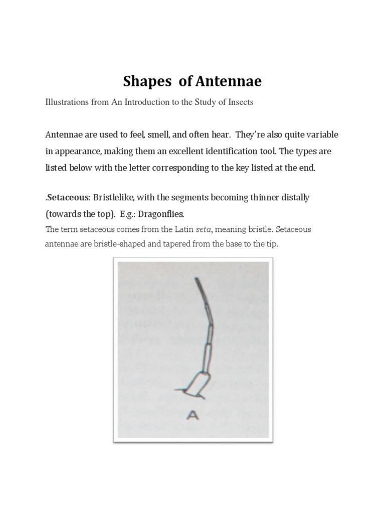 3 The Insect Antennae | PDF | Fly | Beetle