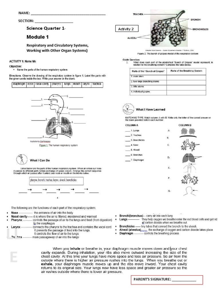 Answer Sheet Science Quarter 1 | PDF | Career & Growth | Science ...