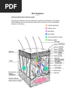 Integumentary System PPT | PDF | Skin | Integumentary System