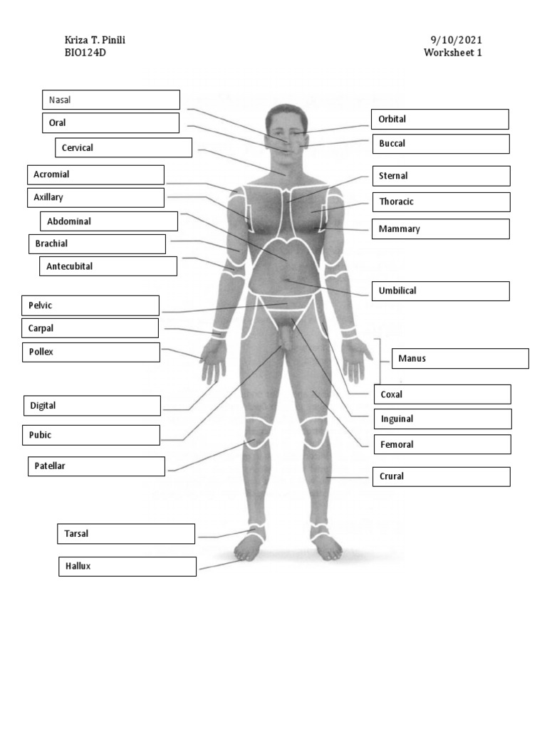 Skeletal System Worksheet | PDF | Human Body | Anatomical Terms Of Location