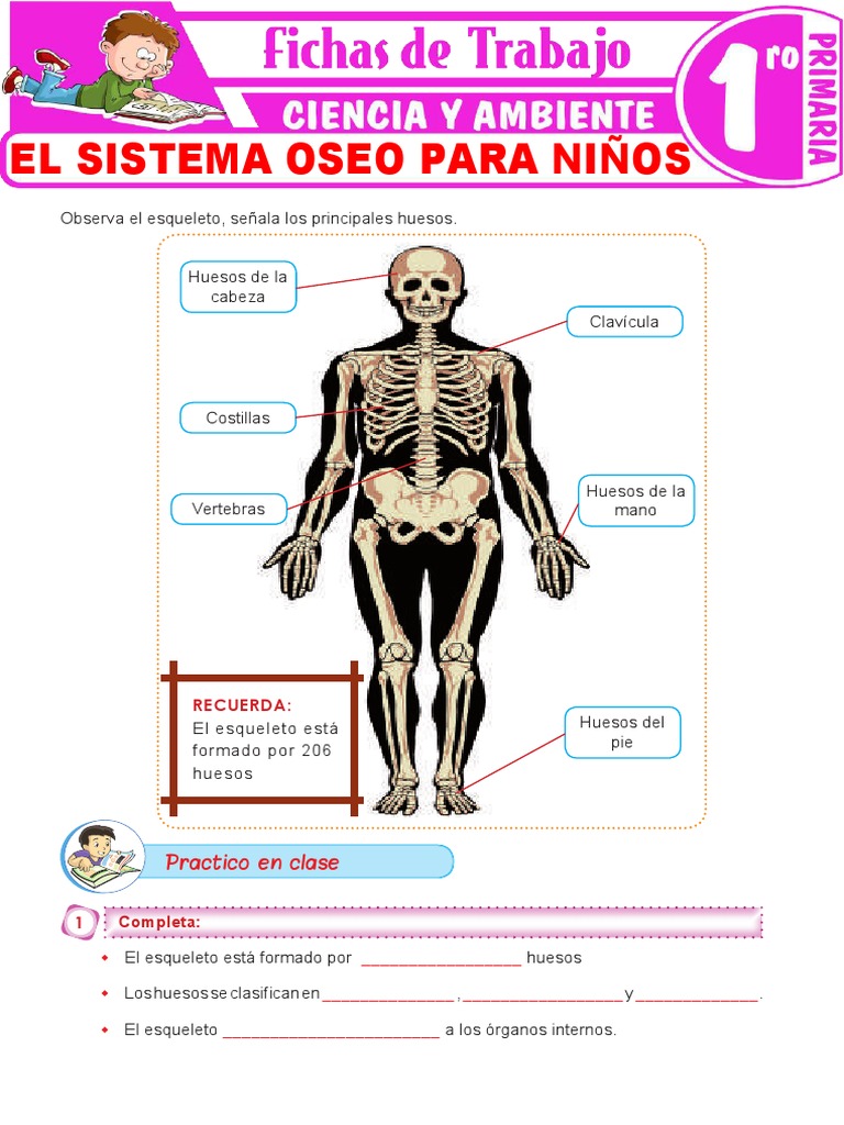 El Sistema Oseo para Niños para Primer Grado de Primaria | PDF