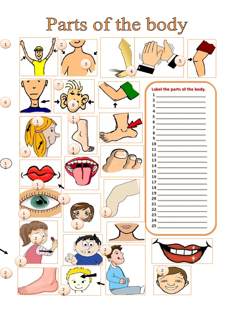 Parts of The Body Worksheet 58148 | PDF