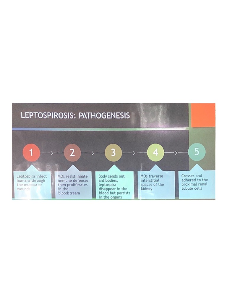 Leptospirosis Pathogenesis | PDF