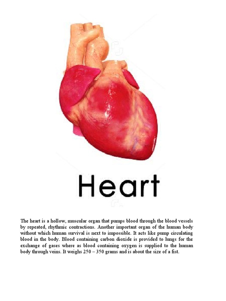 Internal Organs | PDF | Stomach | Human Body