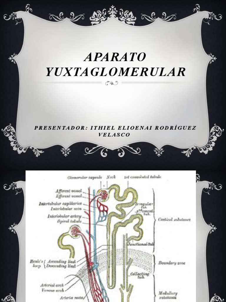 Aparato Yuxtaglomerular | PDF | Anatomía | Riñón