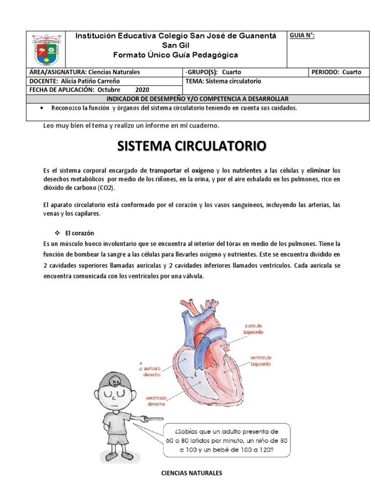 Funciones del Sistema Circulatorio | PDF | Sistema circulatorio | Corazón
