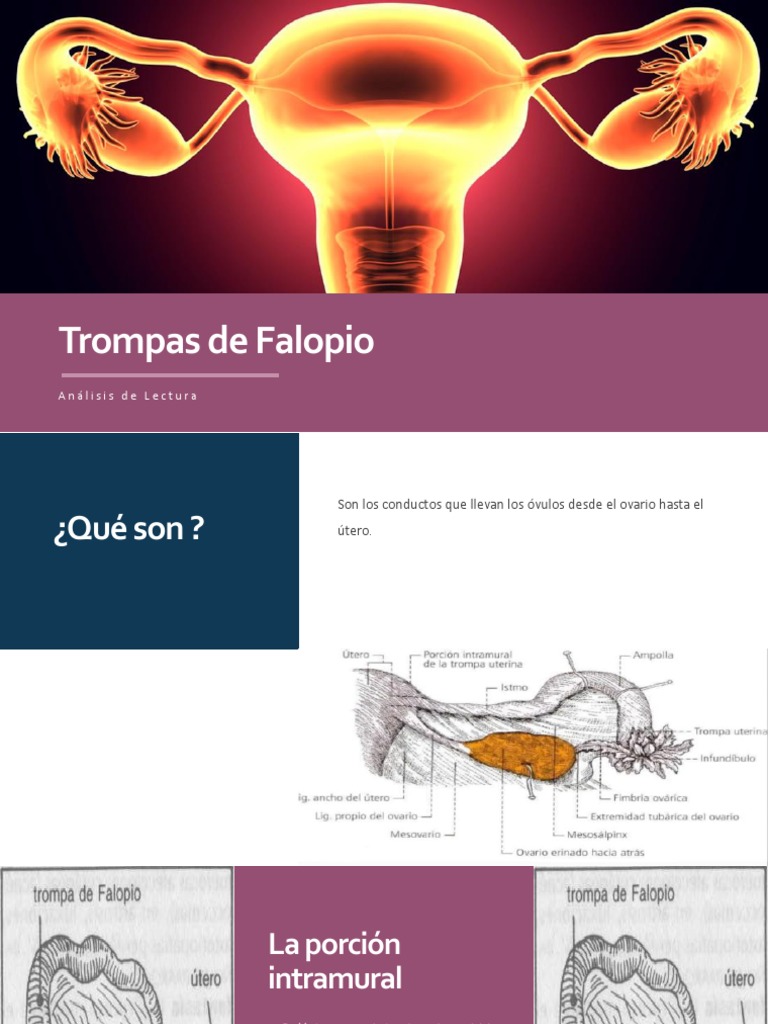 Trompas de Falopio | PDF
