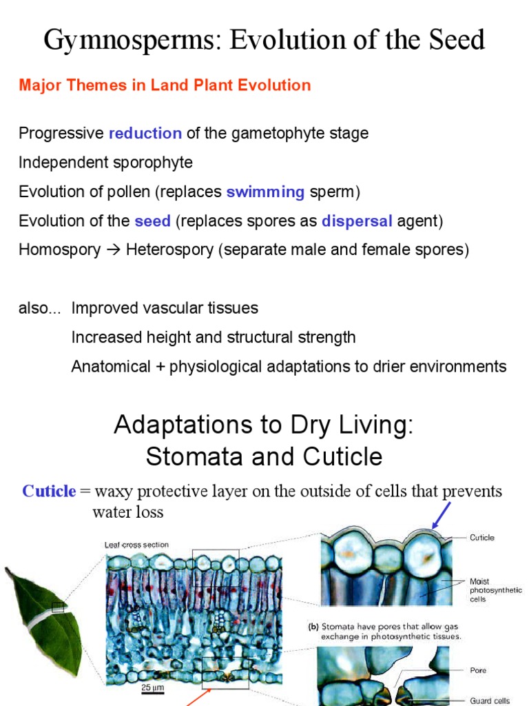 Gymnosperms: Evolution of The Seed: Reduction | PDF | Spore | Fertilisation
