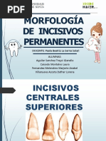 Oclusion Fosa Cuspide | PDF | Anatomia dental | Diente