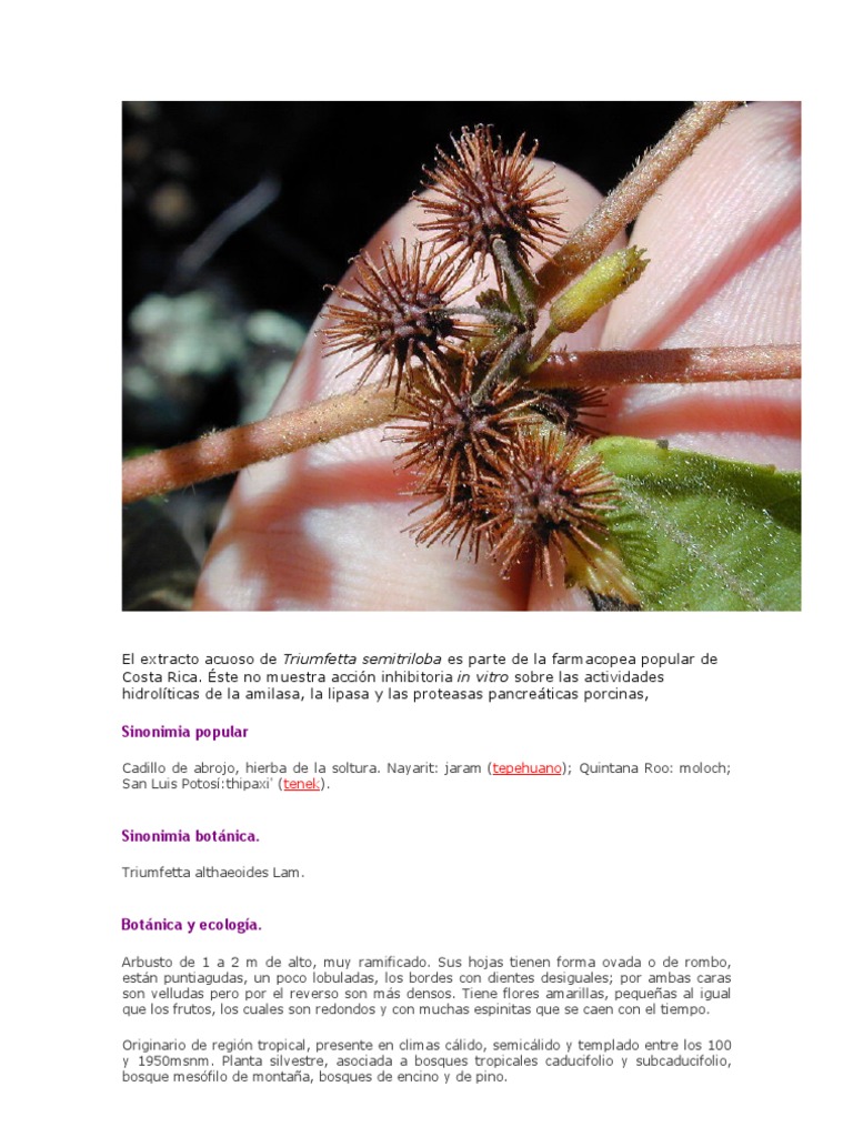 Usos y características del mozote | PDF | Plantas | Botánica