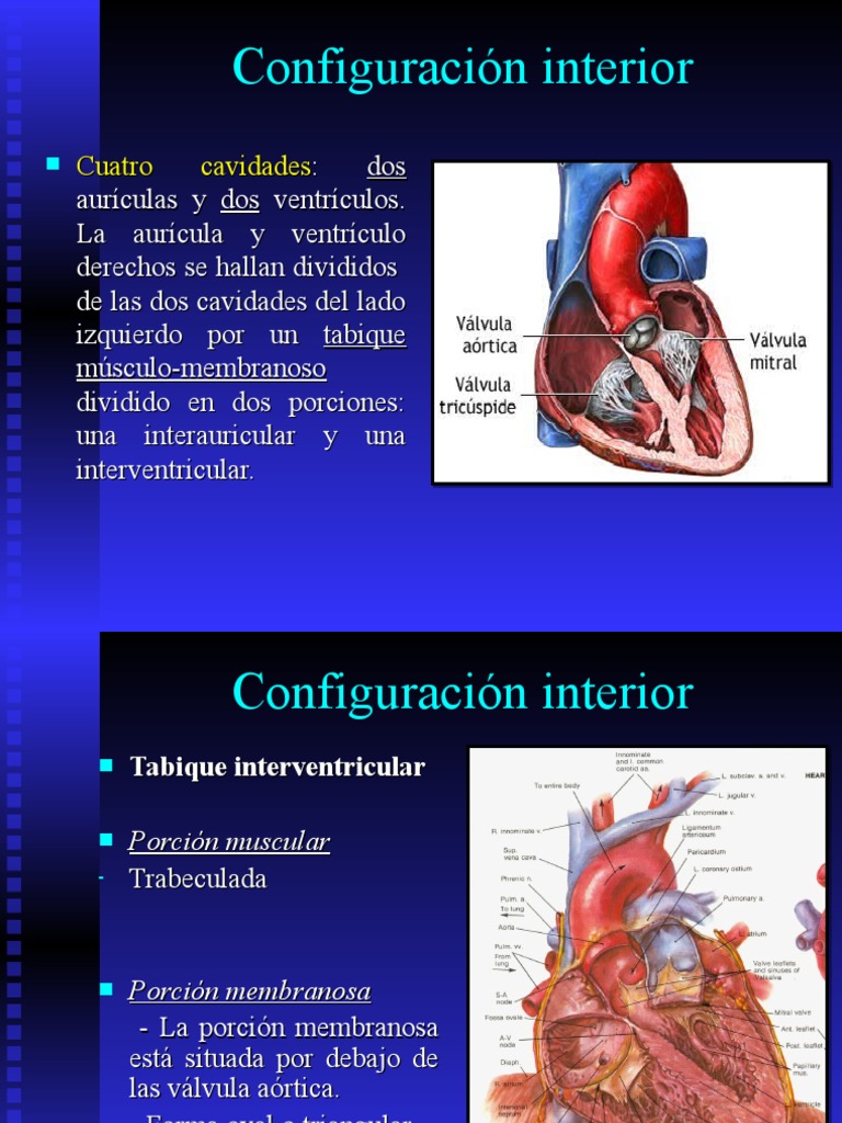 Anatomia Del Corazon-2 | PDF | Corazón | Ventrículo (corazón)