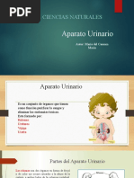 El Aparato Urinario para Tercer Grado de Primaria | PDF | Sistema urinario | Riñón