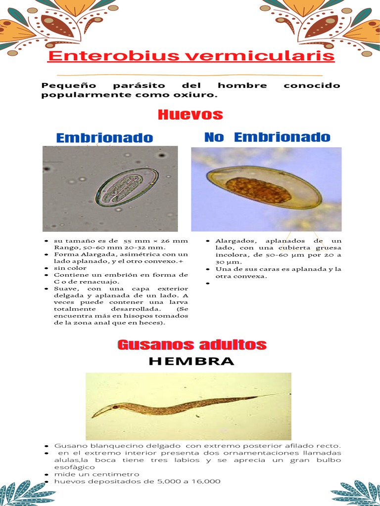 Enterobius Vermicularis | PDF