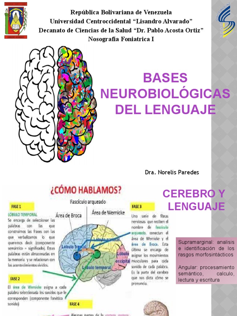 Bases Neurobiologicas Del Lenguaje | PDF | Cerebro | Anatomía