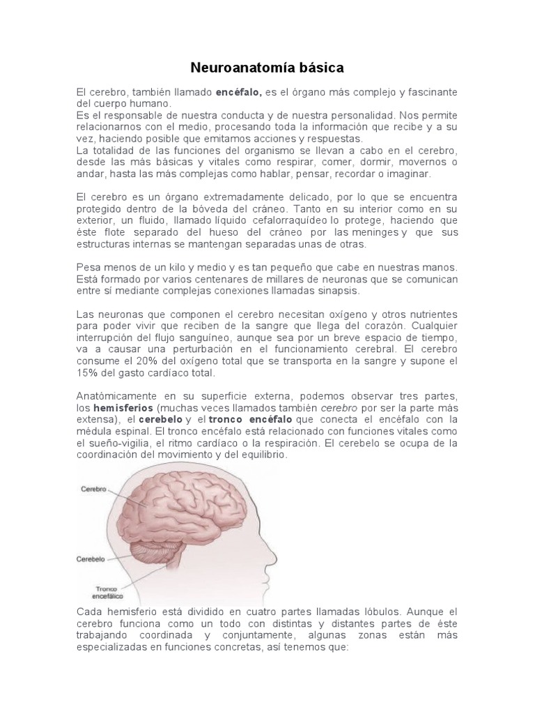 Neuroanatomía Básica | PDF | Cerebro | Neuroanatomía