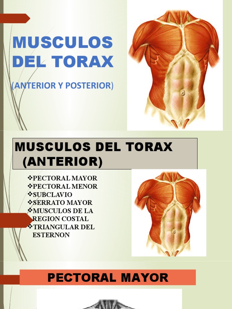 Musculos Del Torax | PDF | Sistema musculoesquelético | Anatomía humana