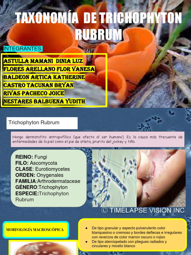 Trichophyton Rubrum | PDF