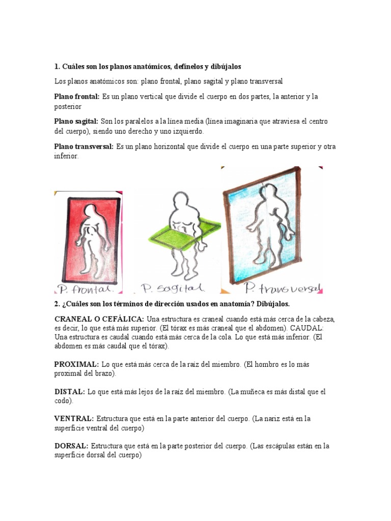 Sistema y Control | PDF | Términos anatómicos de ubicación | Realimentación