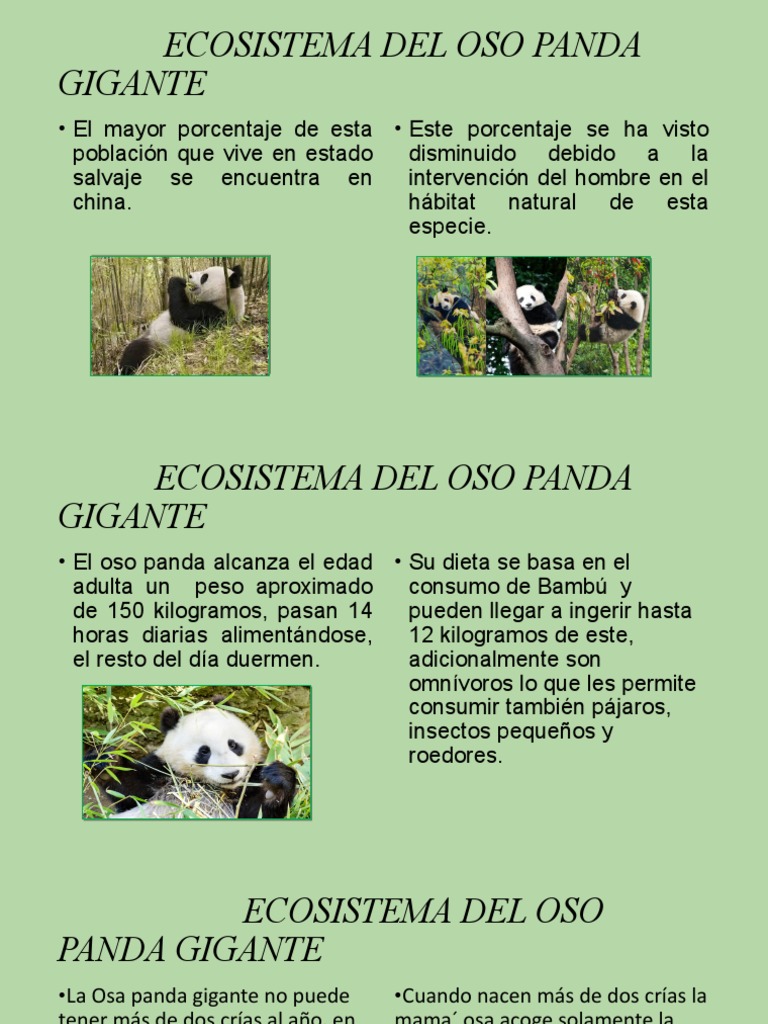 Ecosistema Del Oso Panda Gigante Pdf