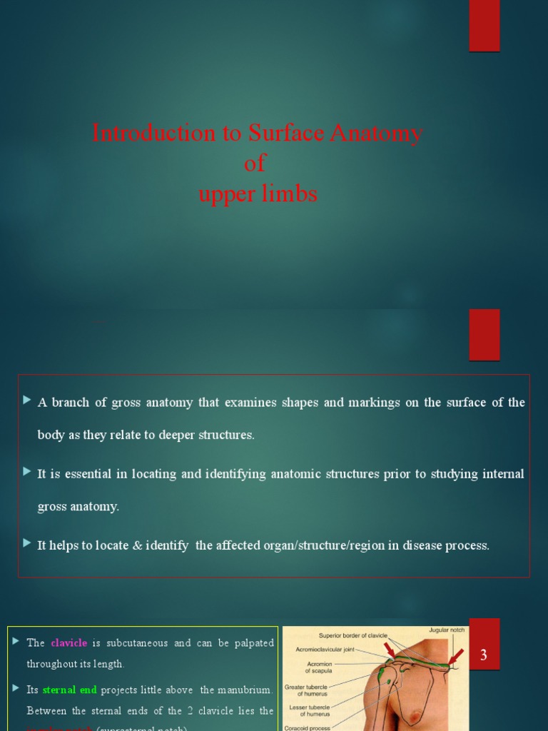 Surface Anatomy of Upper Limb | PDF | Arm | Elbow