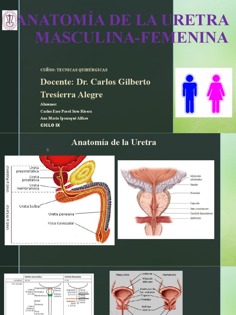 Anatomía de la Uretra Masculina y Femenina | PDF | Ciencias sociales ...