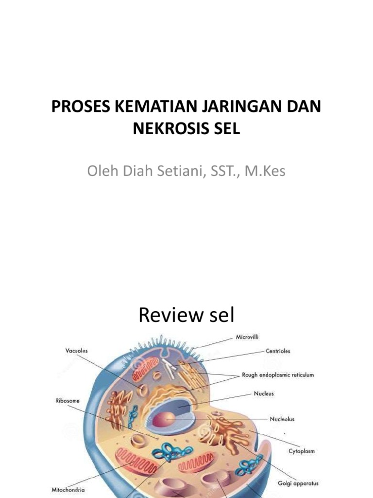 Tahap Kematian Jaringan Dan Nekrosis Sel Pdf