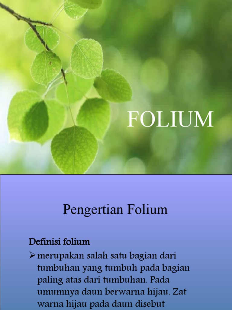 FOLIUM | PDF