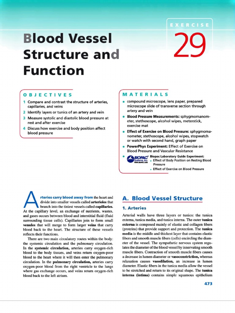 Lood Vessel Structure An Function: Objectives Materials | PDF | Blood ...