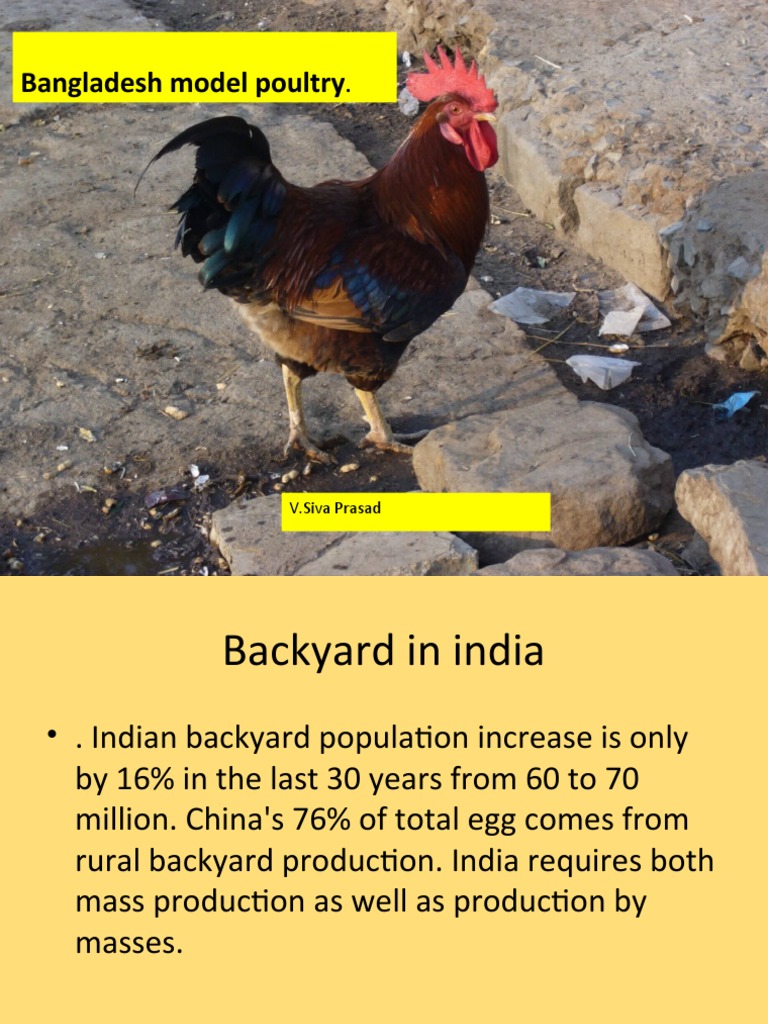 Backyard Poultry Farming in India | PDF | Poultry | Birds