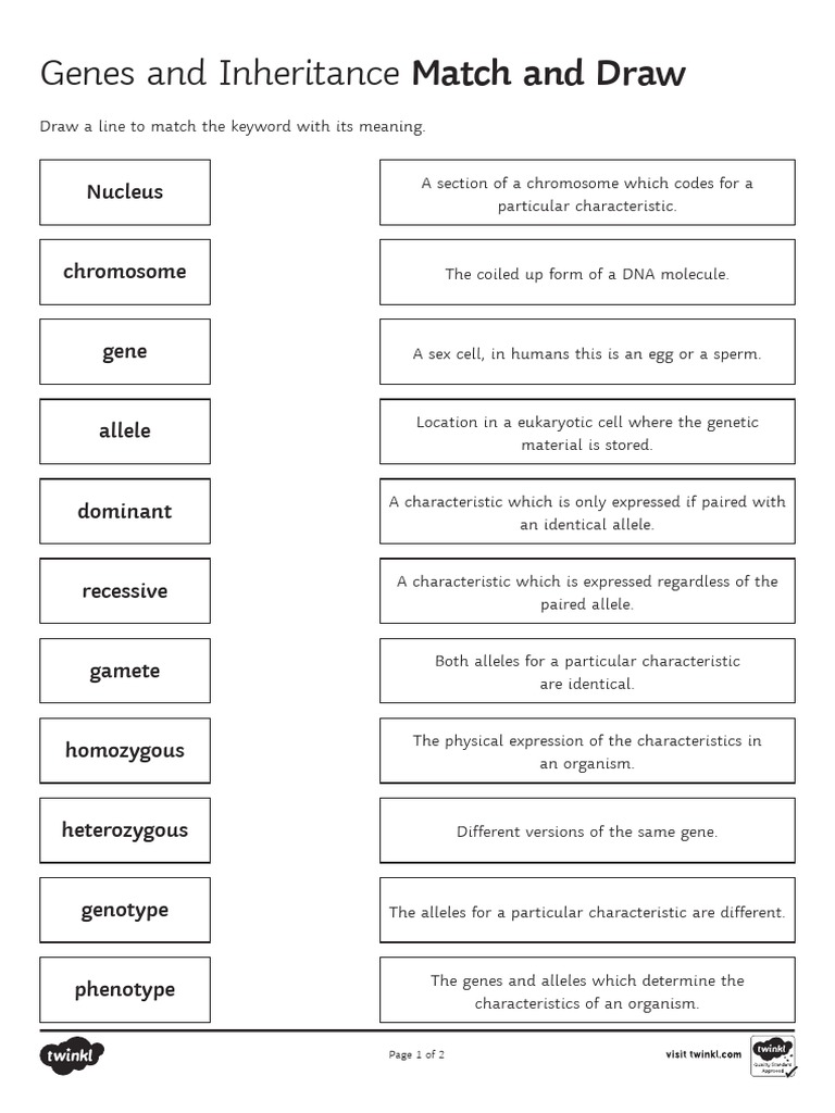 t4 SC 409 Genes and Inheritance Match and Draw | PDF | Allele | Zygosity