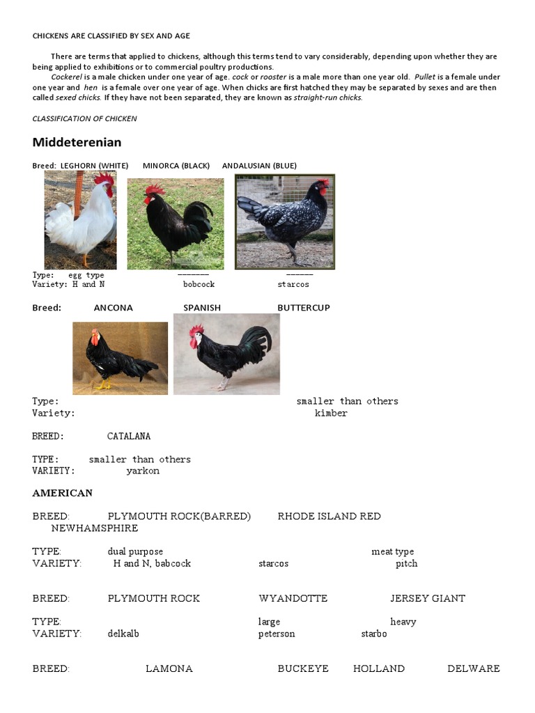 Chickens Are Classified by Sex and Age | PDF | Chicken | Poultry