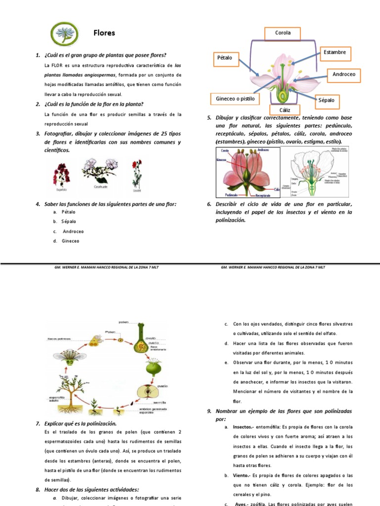 Especialidad en Flores y Polinización | PDF | Flores | Pétalo