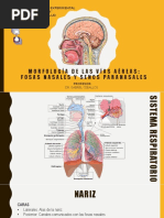 Anatomía y Fisiología de Nariz y Senos Paranasales | PDF | Nariz humana | Otorrinolaringología
