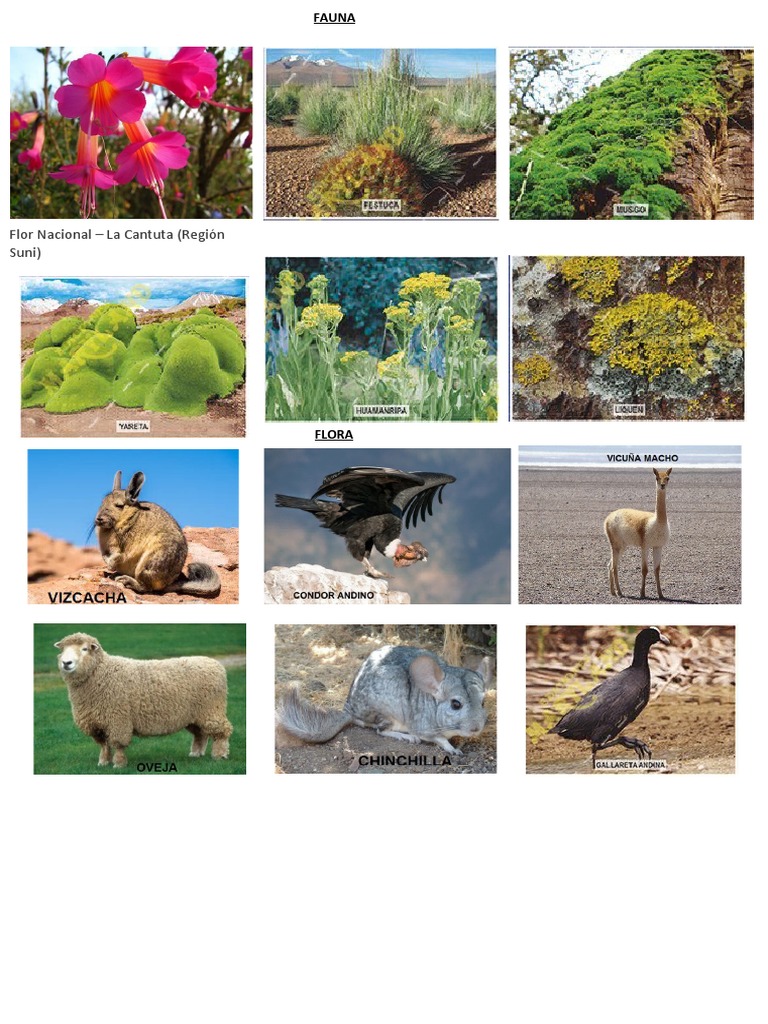 Flor Nacional - La Cantuta (Región Suni) | PDF