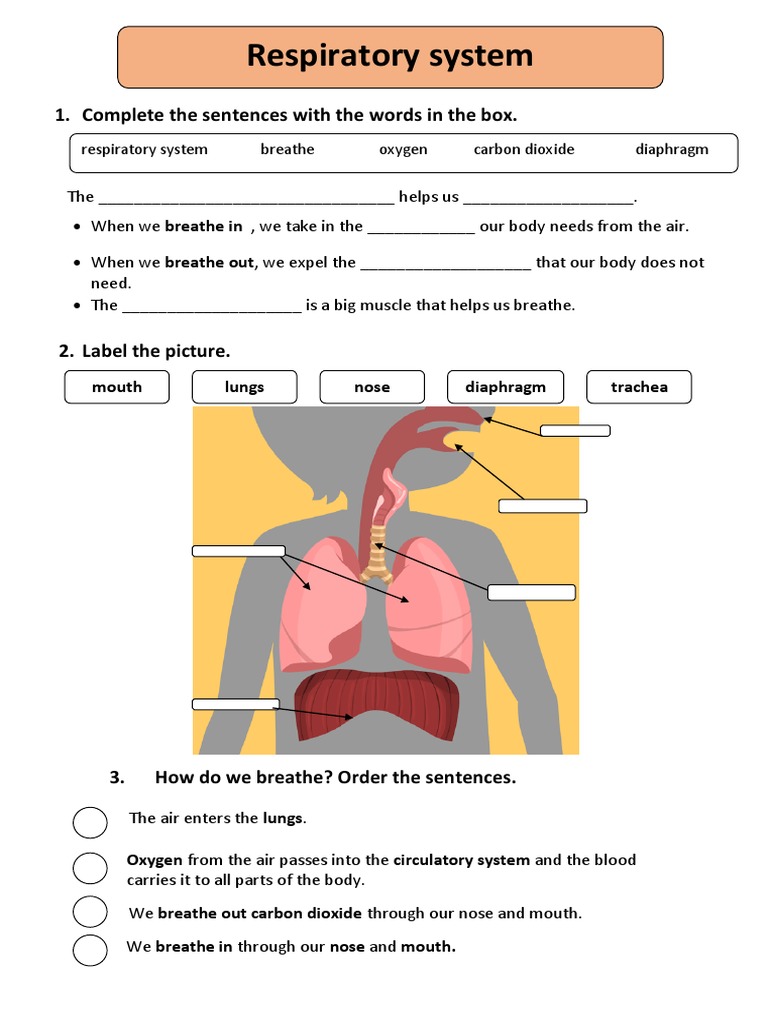 Respiratory System Worksheet for Kids | PDF