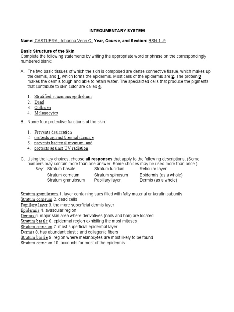Integumentary System Overview | PDF | Skin | Epidermis